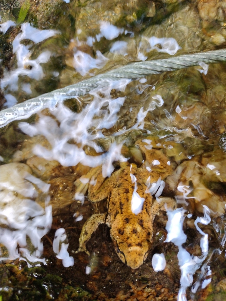 Rocky Mountain Tailed Frog from Kooskia, ID 83539, USA on July 29, 2024 ...
