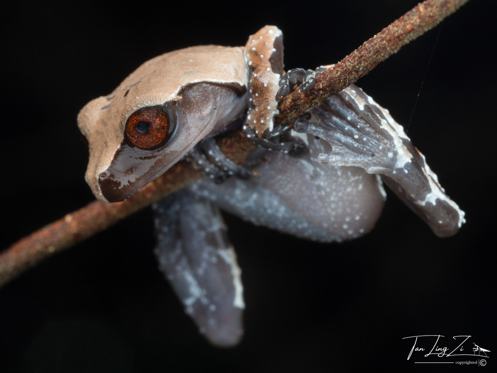 White-backed Bug-eyed Frog from Penang, Malaysia on July 20, 2024 at 11 ...