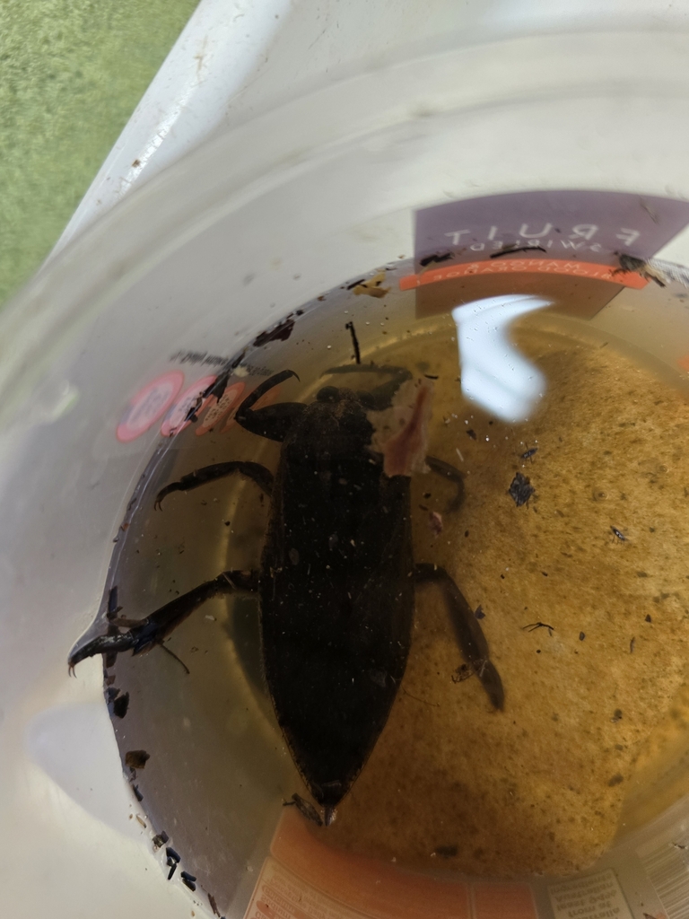 Australasian Giant Water Bug from Nathan QLD 4111, Australia on July 28 ...
