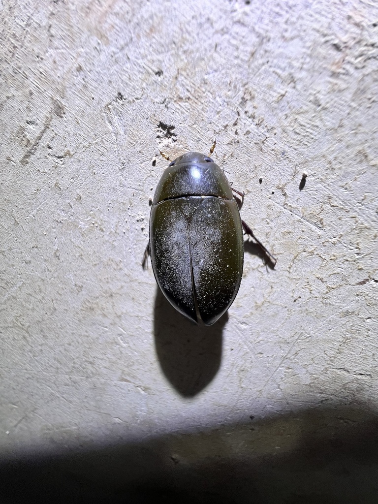 Hydrophilus from 京山市, 荆门市, 湖北省, CN on July 29, 2024 at 10:49 PM by ...