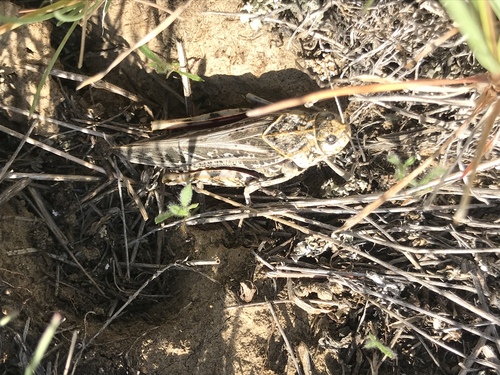 Red-shanked Grasshopper (Subspecies Xanthippus corallipes latefasciatus ...