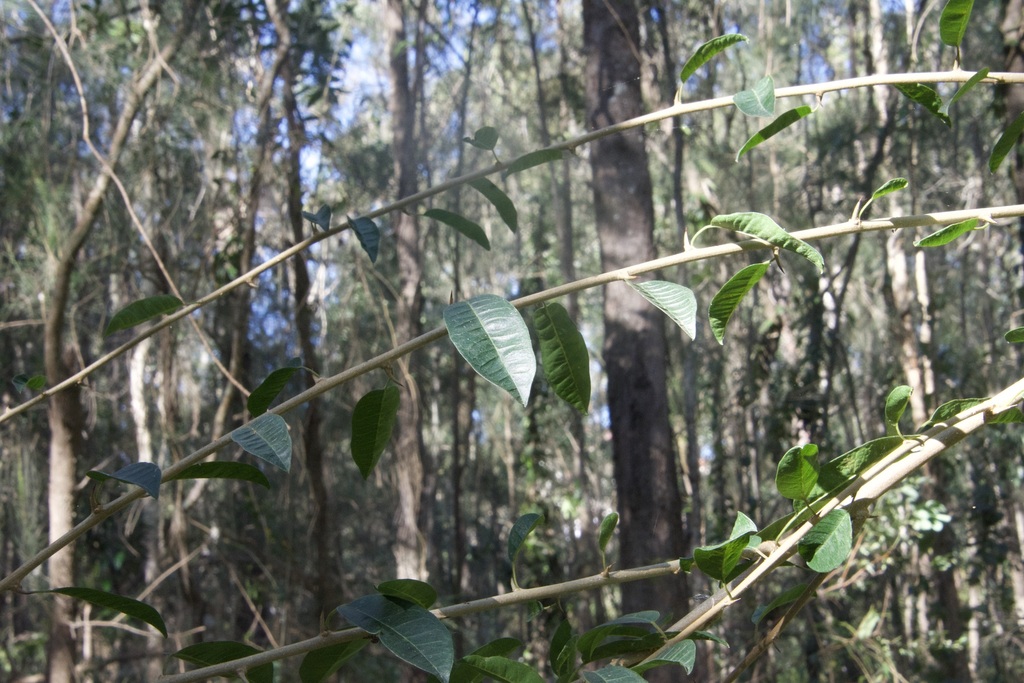 Cockspur Thorn from Gold Coast QLD, Australia on July 24, 2024 at 02:17 ...