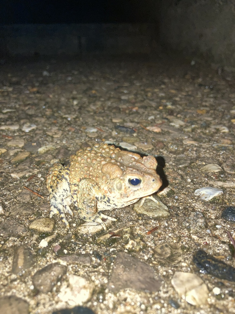 American Toad from M-32, Gaylord, MI, US on July 29, 2024 at 10:34 PM by Andrew Osberger ...