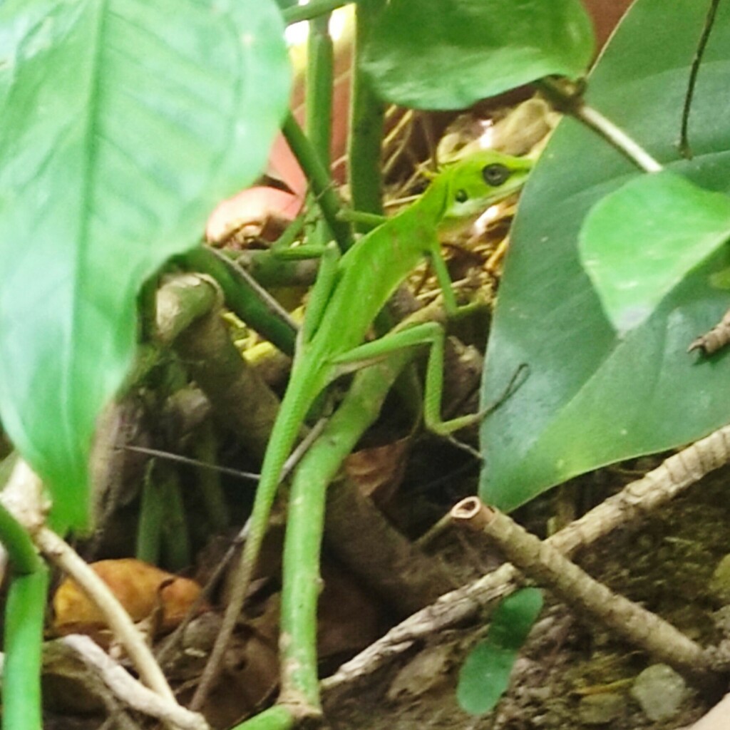 Marbled Crested Lizard in April 2024 by Kati Eschweiler · iNaturalist
