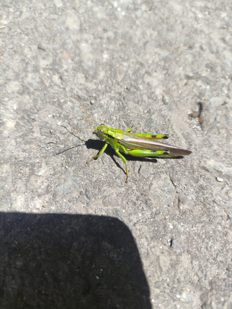 Ognevia longipennis from 2471-1142 Ageya, Nagano, 380-0888, Japan on ...