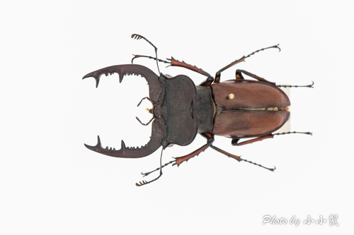 Lucanus fortunei · iNaturalist