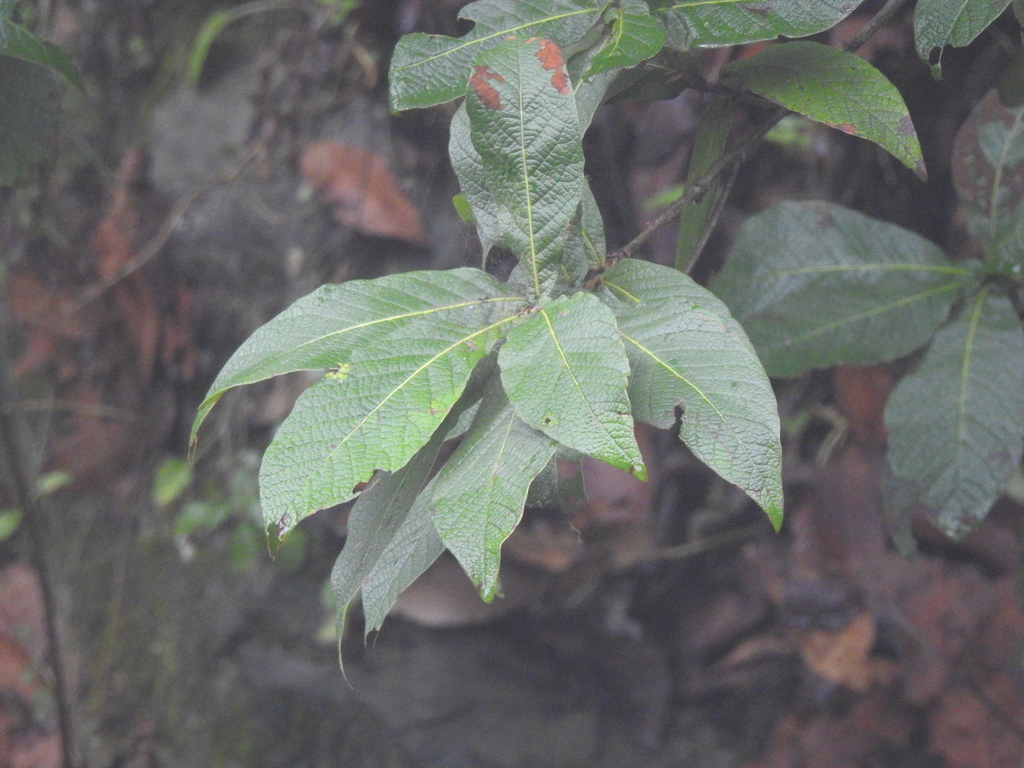 loquat leaf oak from San Pedro Garza García, N.L., México on June 1 ...