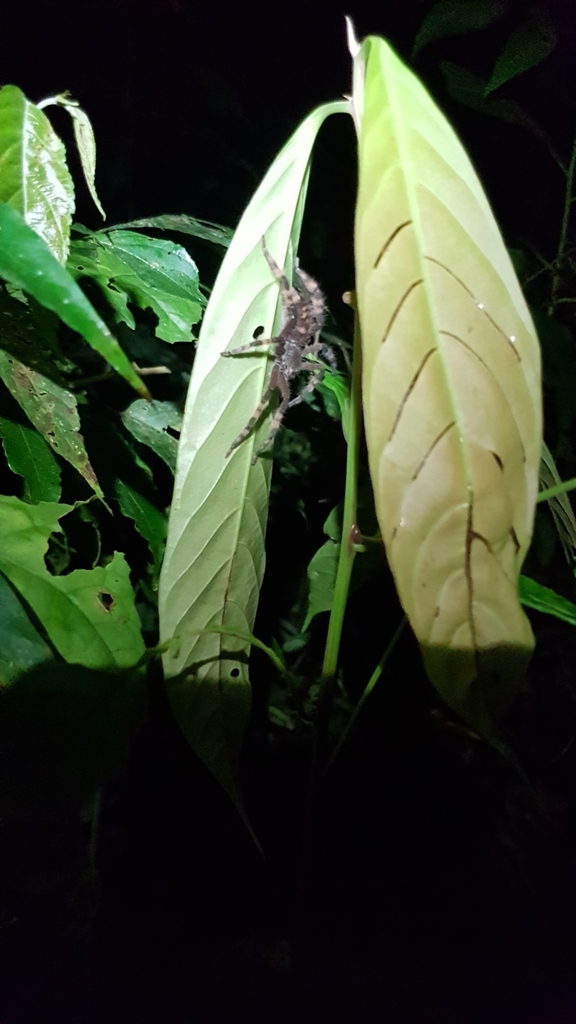 Bromeliad Spiders from Vía a Las Cascadas, Ecuador on May 20, 2019 at ...