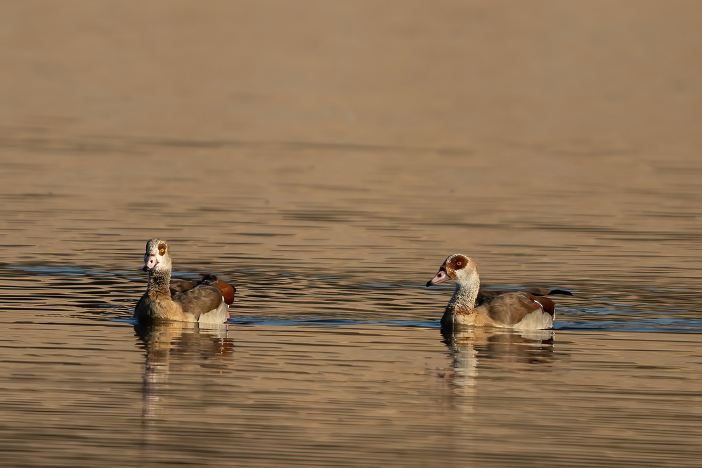 Egyptian Goose from Avis, Windhoek, Namibia on July 25, 2024 at 07:45 ...