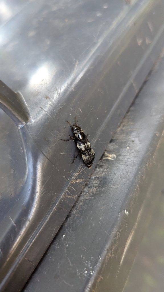 hairy rove beetle from Montague, PE C0A 1R0, Canada on July 30, 2024 at ...