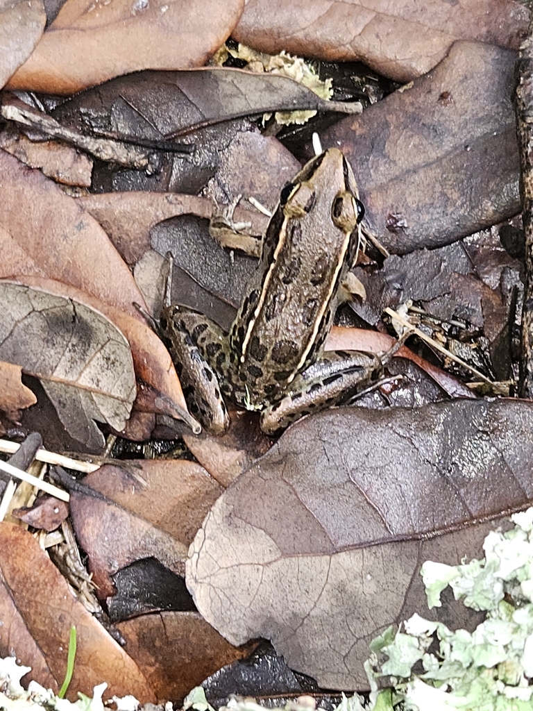 Southern Leopard Frog from Corolla, NC 27927, USA on July 24, 2024 at ...