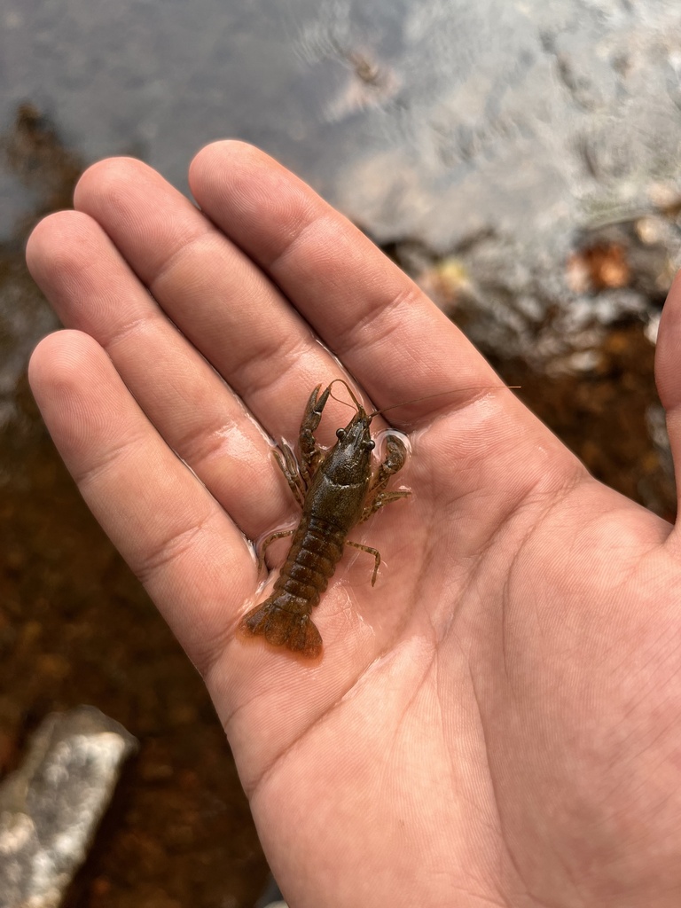 Spinycheek Crayfish from US-202 S, Branchburg, NJ, US on July 30, 2024 ...
