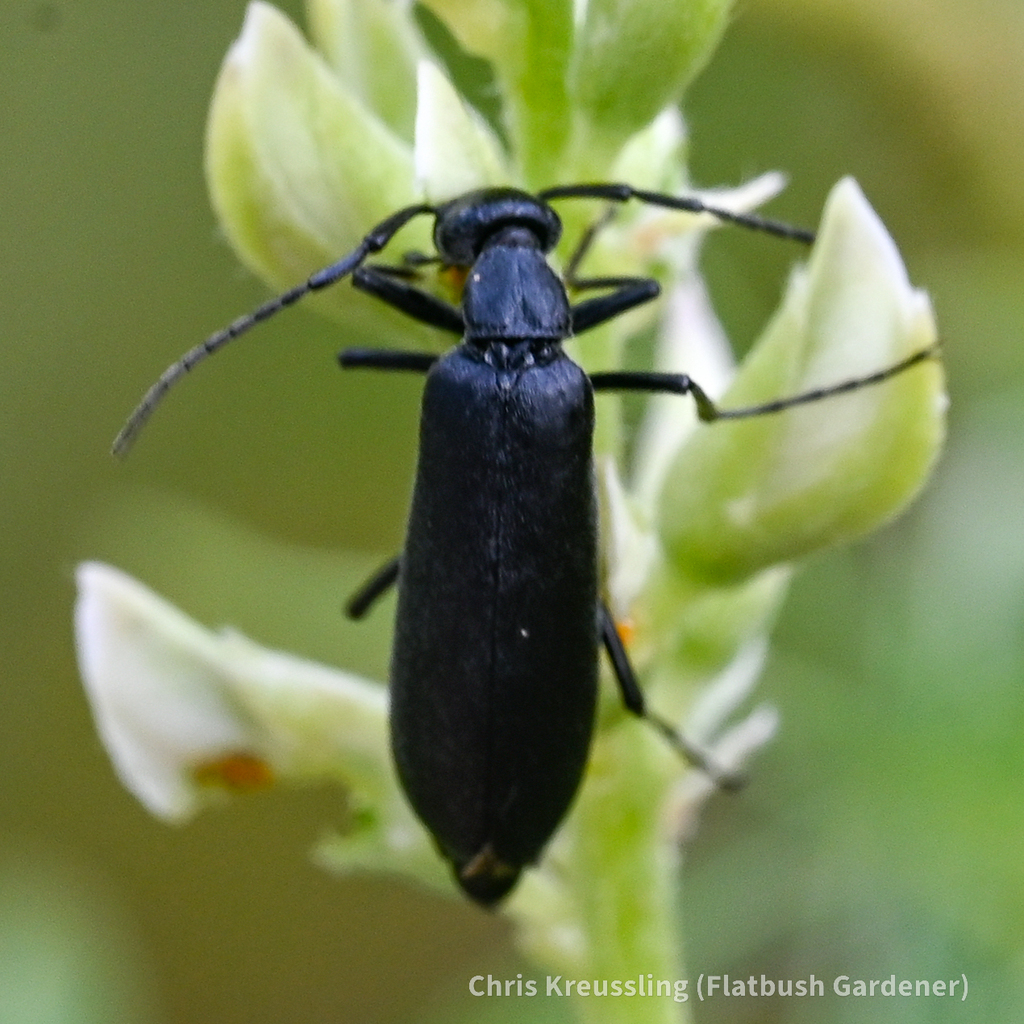 Blister Beetles from Mountain View, Colorado, United States on July 15 ...