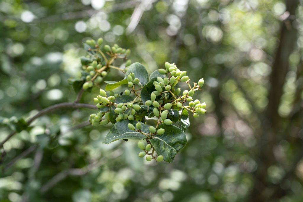 northern wild raisin from Peek Hole Loop, New London, NH, US on July 22 ...