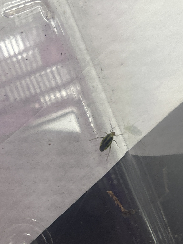 Two-spotted Grass Bug from Skidmore College, Saratoga Springs, NY, US ...