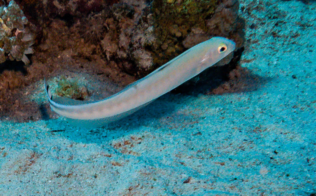 Flagtail Blanquillo from Abu Dahab 5, Egypt on July 15, 2024 at 10:30 ...