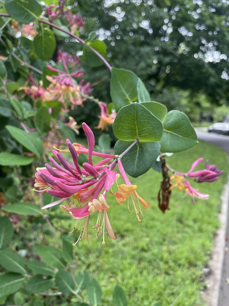 coral honeysuckle from Bydding Rd, Ann Arbor, MI, US on July 10, 2024 ...