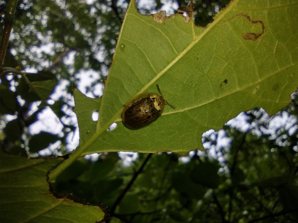 Wild Olive Tortoise Beetle from 70987 Oax., México on July 30, 2024 at ...