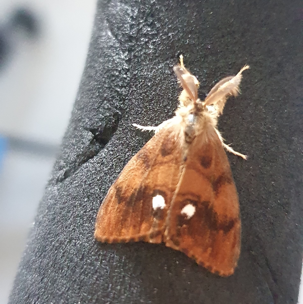 Rusty Tussock Moth from Morley, Ilkeston DE7, UK on July 30, 2024 at 04 ...