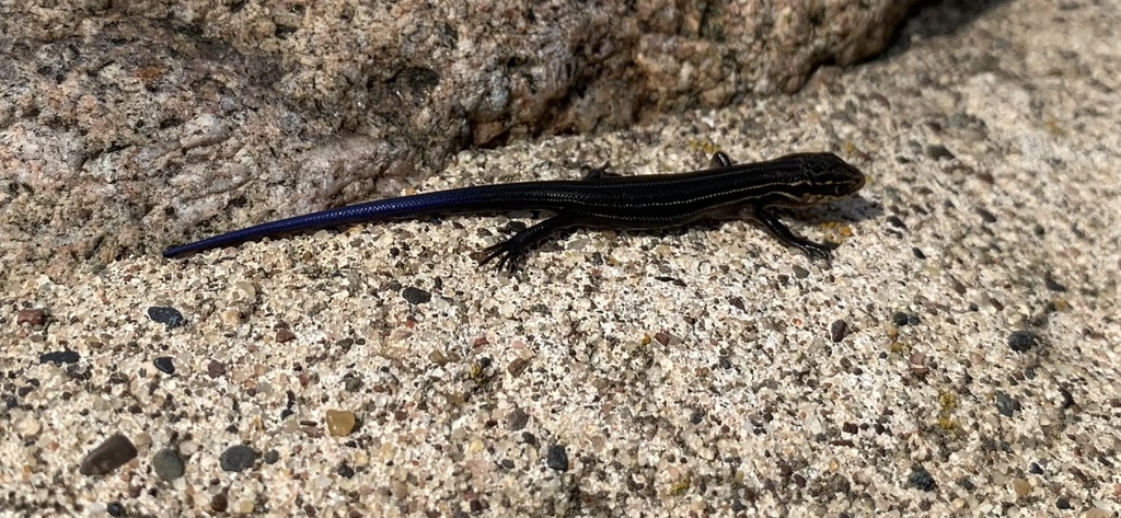 Prairie Skink from Pomme de Terre River, Morris, MN, US on July 30 ...