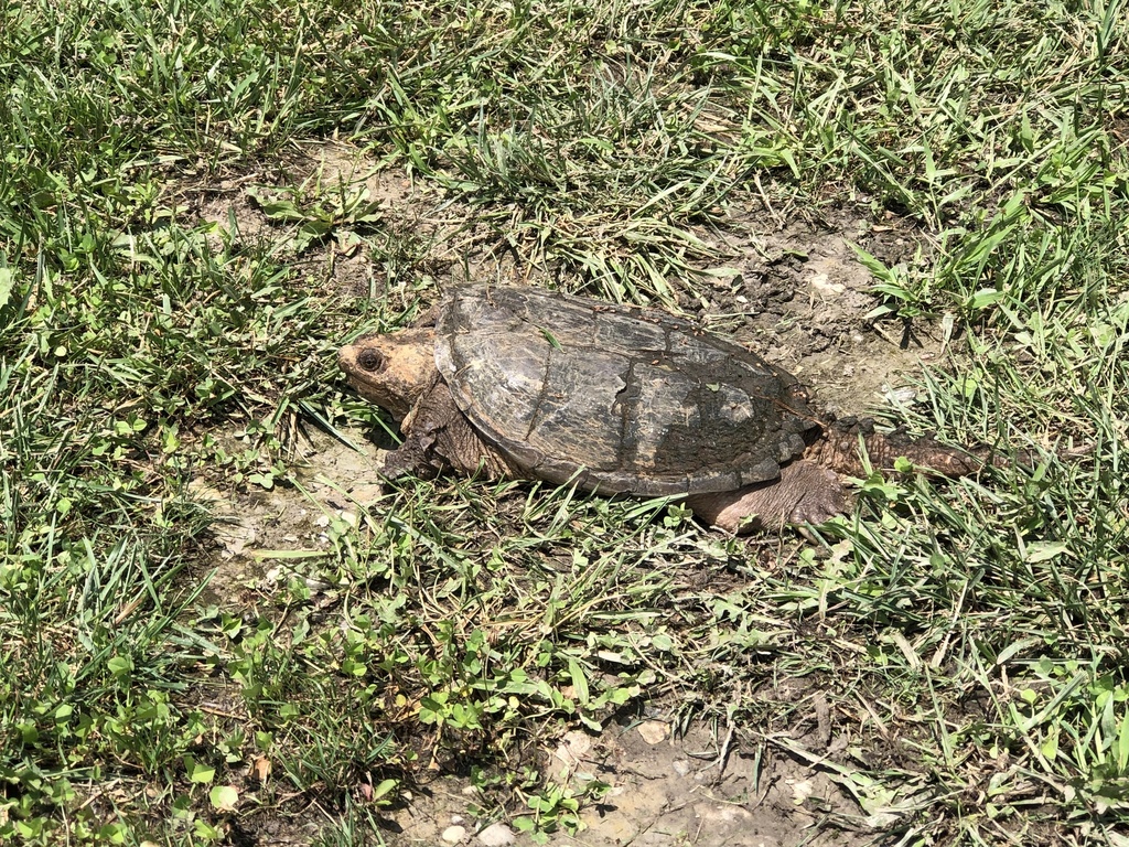 Common Snapping Turtle from Town Center Dr, Mills River, NC, US on July ...