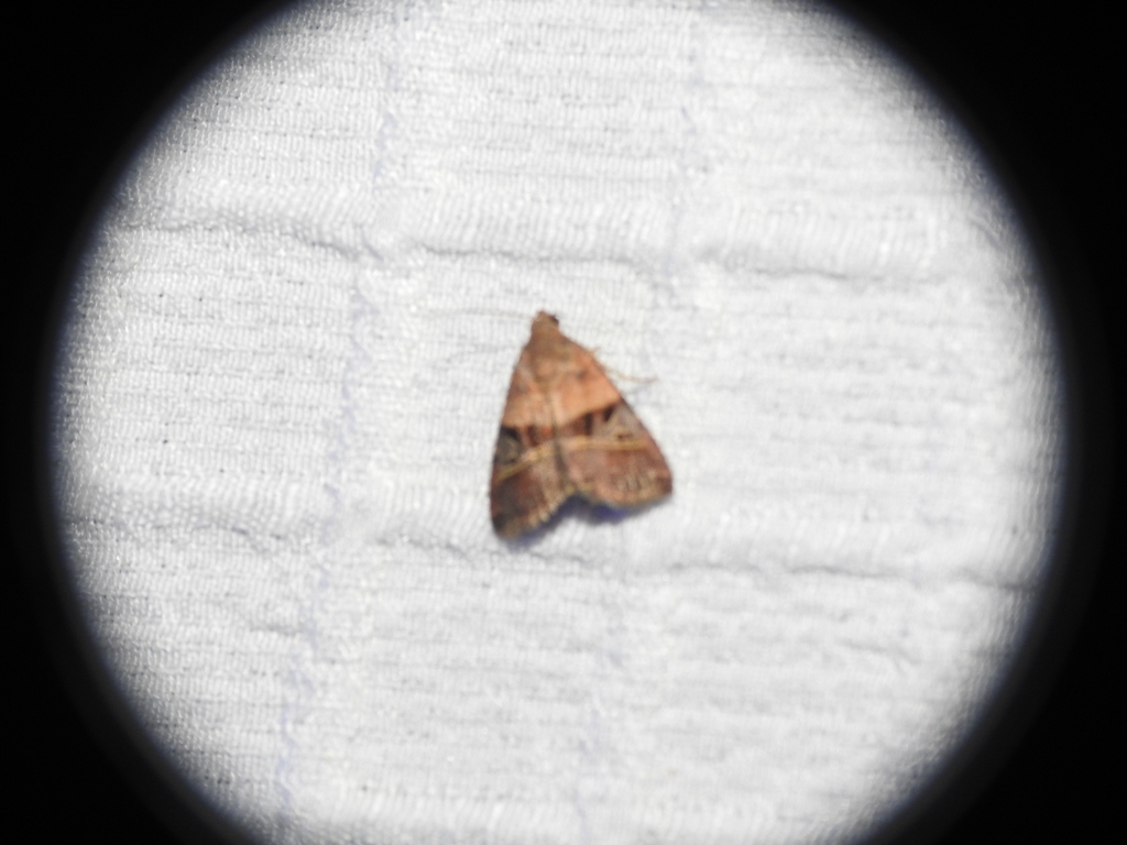 Eustrotiinae from VC95+597, Gujarat 388710, India on July 20, 2024 at ...