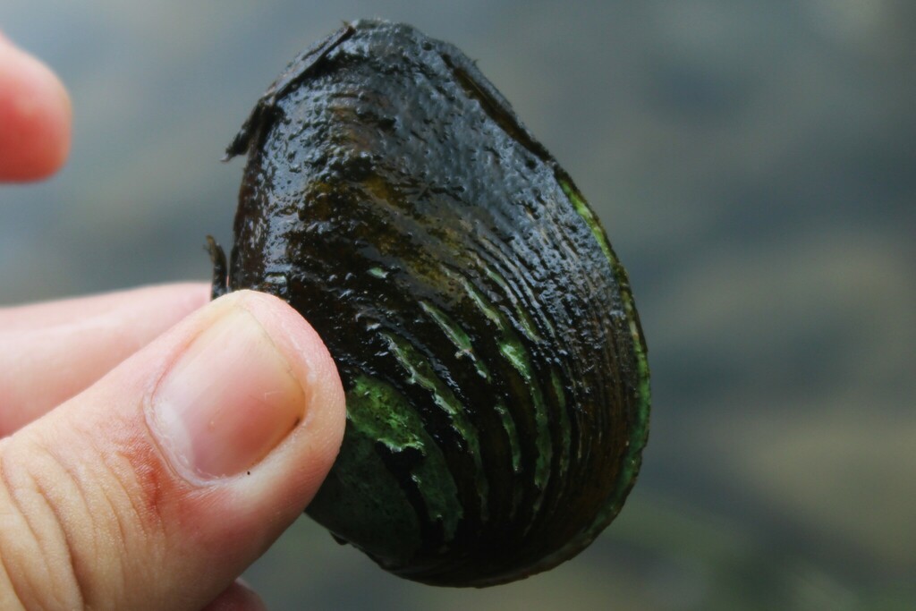 Clubshell Pearly Mussel in July 2024 by brandonh1 · iNaturalist