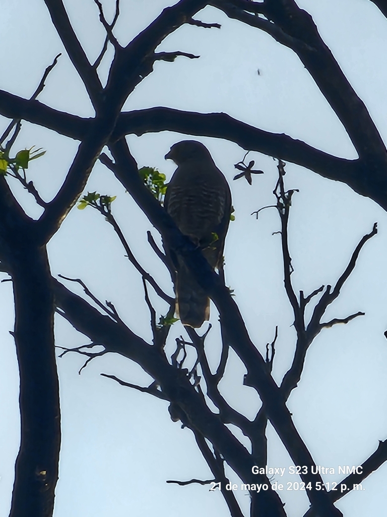 Roadside Hawk from Las Lomas, 94570 Córdoba, Ver., México on May 21 ...