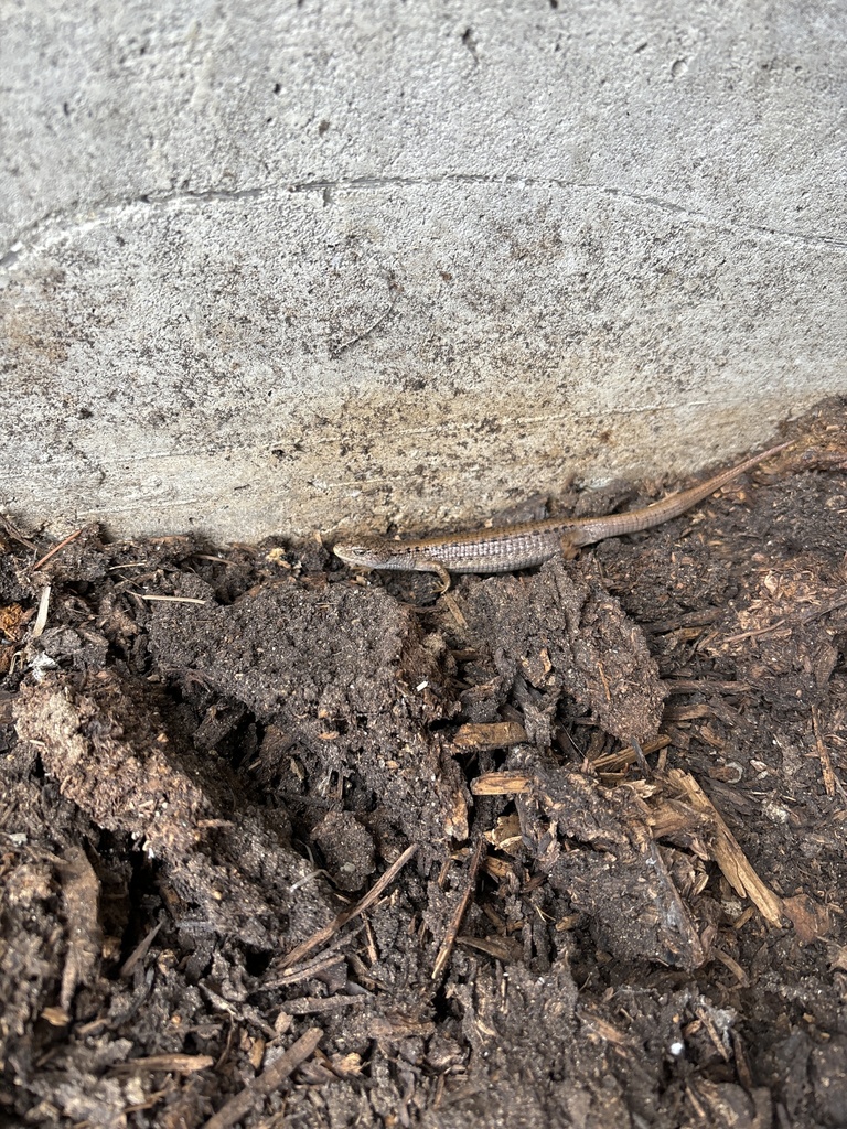Northern Alligator Lizard from 228th St NE, Arlington, WA, US on July ...