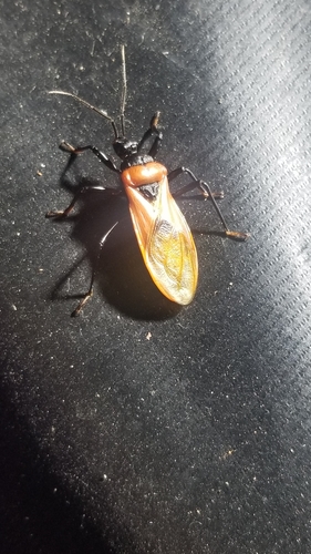 Brontostoma sanguinosum · iNaturalist