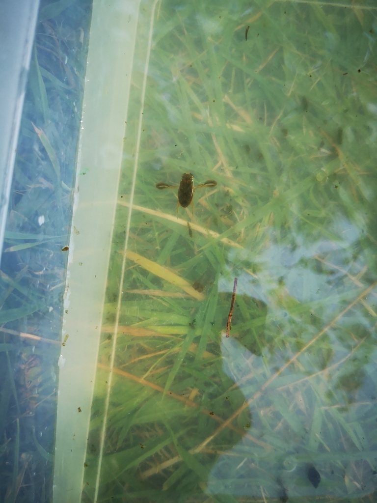 Eurasian Greater Water Boatman from 69510 Messimy, France on July 28 ...