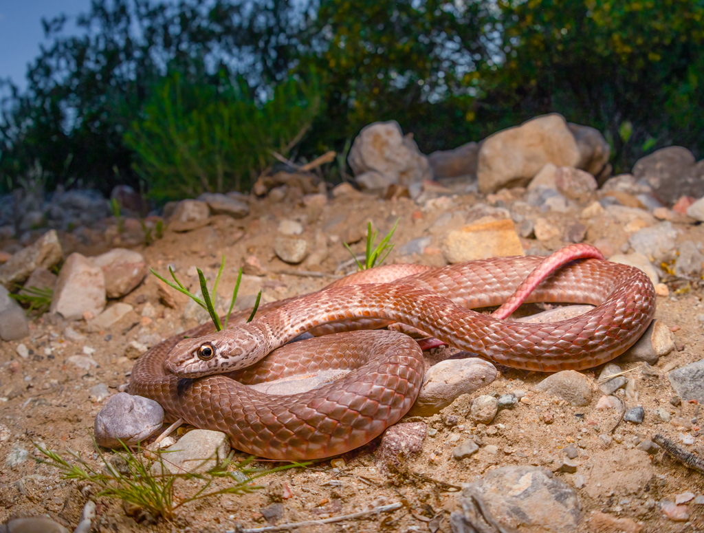 Coachwhip from Utah, USA on May 9, 2024 at 06:51 PM by Quinn Diaz ...