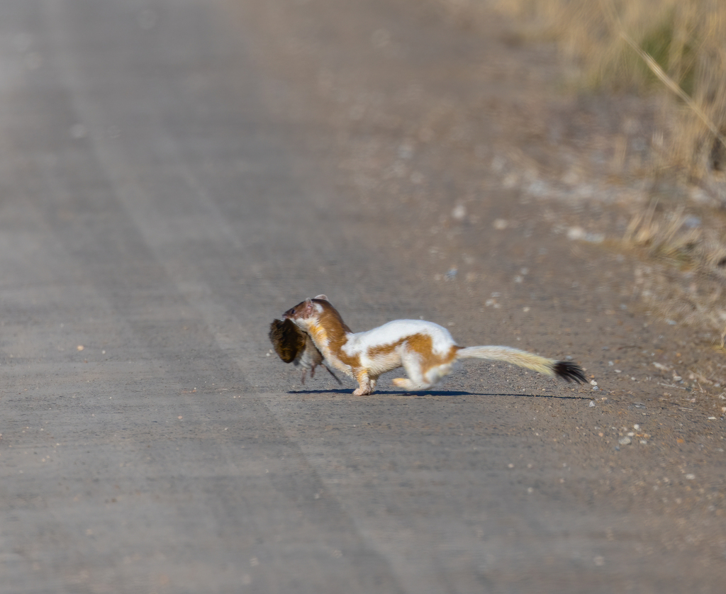 Long-tailed Weasel from Utah, USA on February 25, 2024 at 09:28 AM by ...