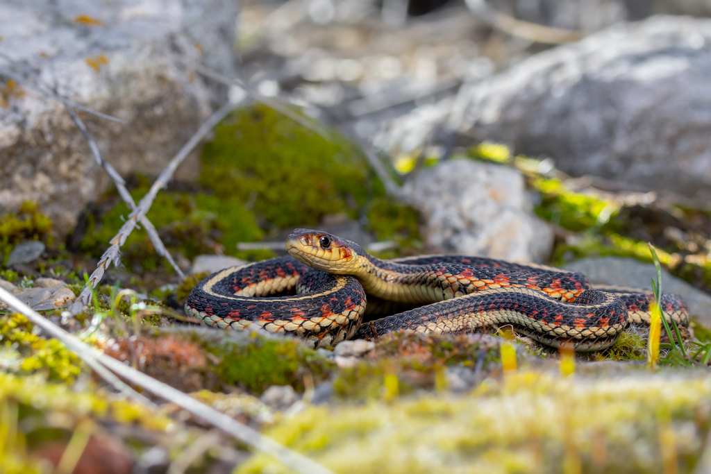 Valley Garter Snake from Utah, USA on February 25, 2024 at 01:01 PM by ...