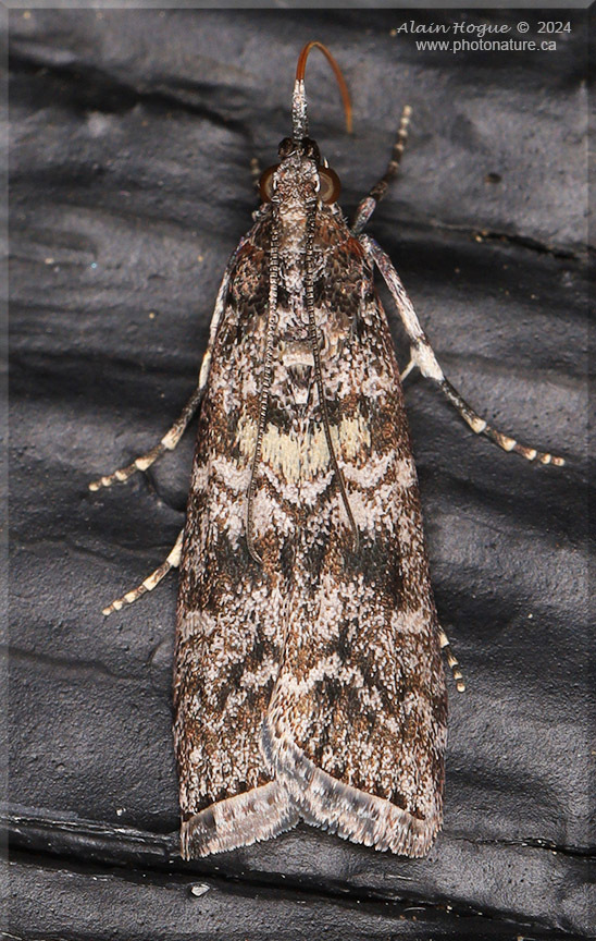 Spruce Coneworm Moth from Saint-Timothée, Salaberry-de-Valleyfield, QC ...