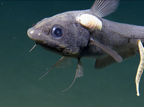 Género Coryphaenoides · iNaturalist Mexico