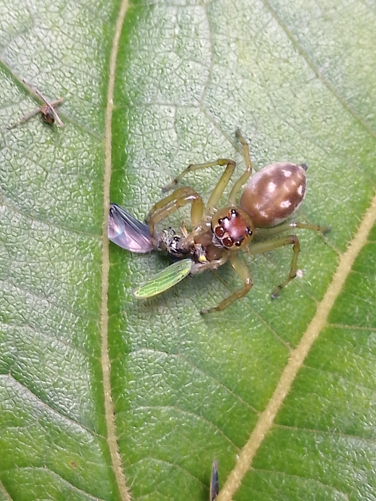 Jumping Spiders from Archidona, EC-NA, EC on July 30, 2024 at 03:42 PM ...