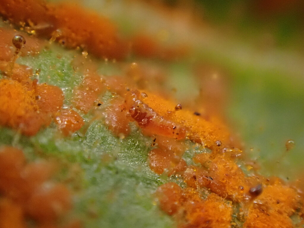 Rust-eating midges from Presidio of San Francisco, San Francisco, CA ...