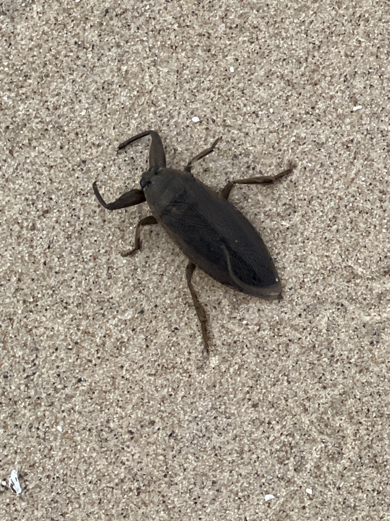 American Giant Water Bug from Platte Bay, MI, US on October 28, 2023 at ...
