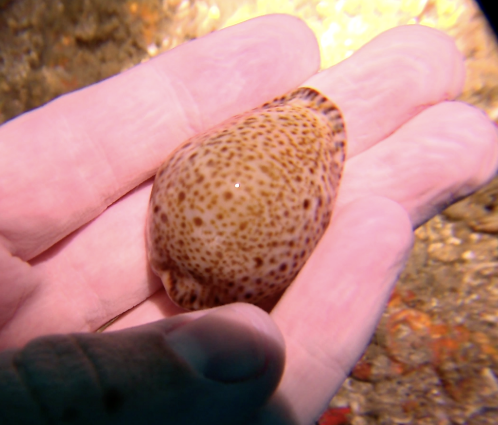 Thrush cowrie from 900 Blue Heron Blvd, Riviera Beach, FL 33404, USA on ...
