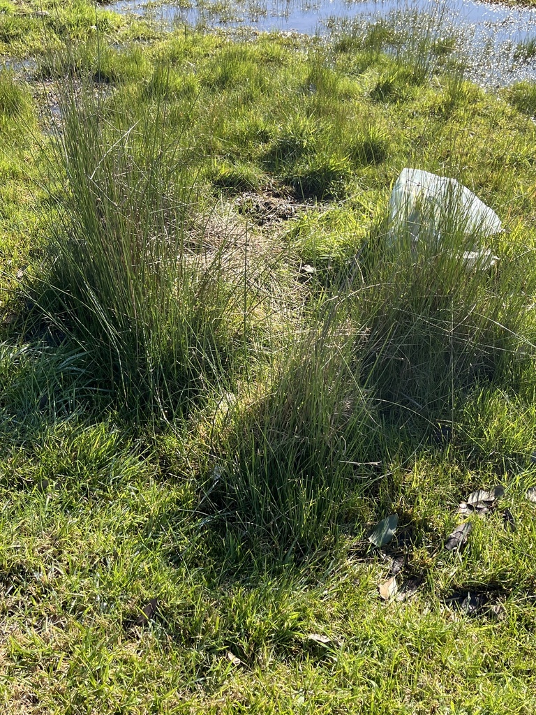 Sharp Spike Sedge from Newhaven College, Rhyll, VIC, AU on July 31 ...