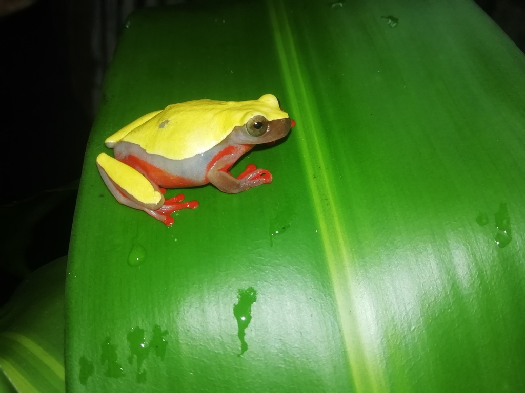 Variable Clown Tree Frog from San Vicente Del Caguán, Caquetá, Colombia ...