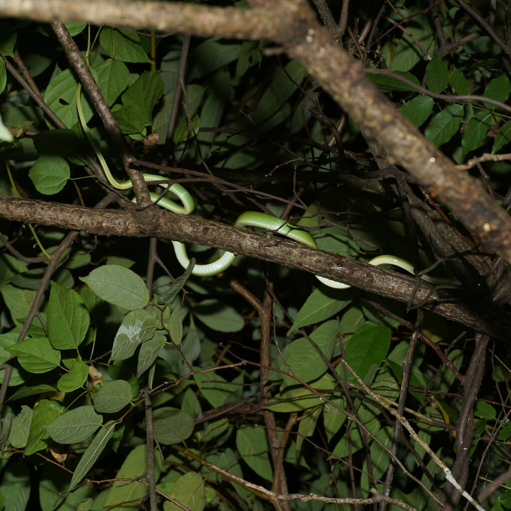Rein Snake from 中国浙江省杭州市临安区天目山镇 邮政编码: 311312 on July 28, 2024 at 08:17 ...