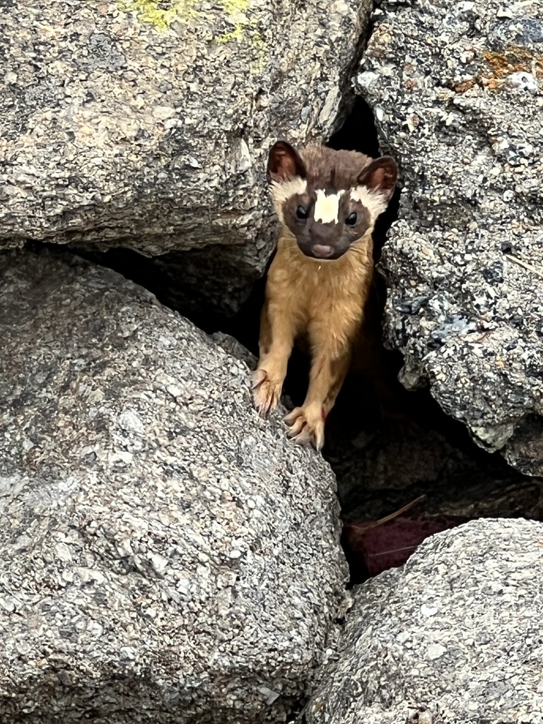 Long-tailed Weasel from Point Lobos State Natural Reserve, Carmel, CA ...