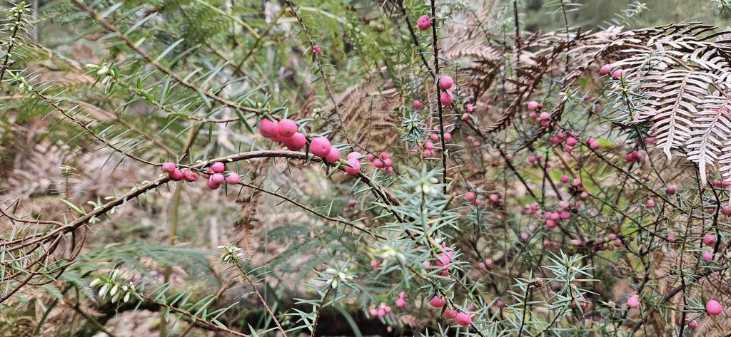Crimson Berry from Yanakie VIC 3960, Australia on July 31, 2024 at 09: ...