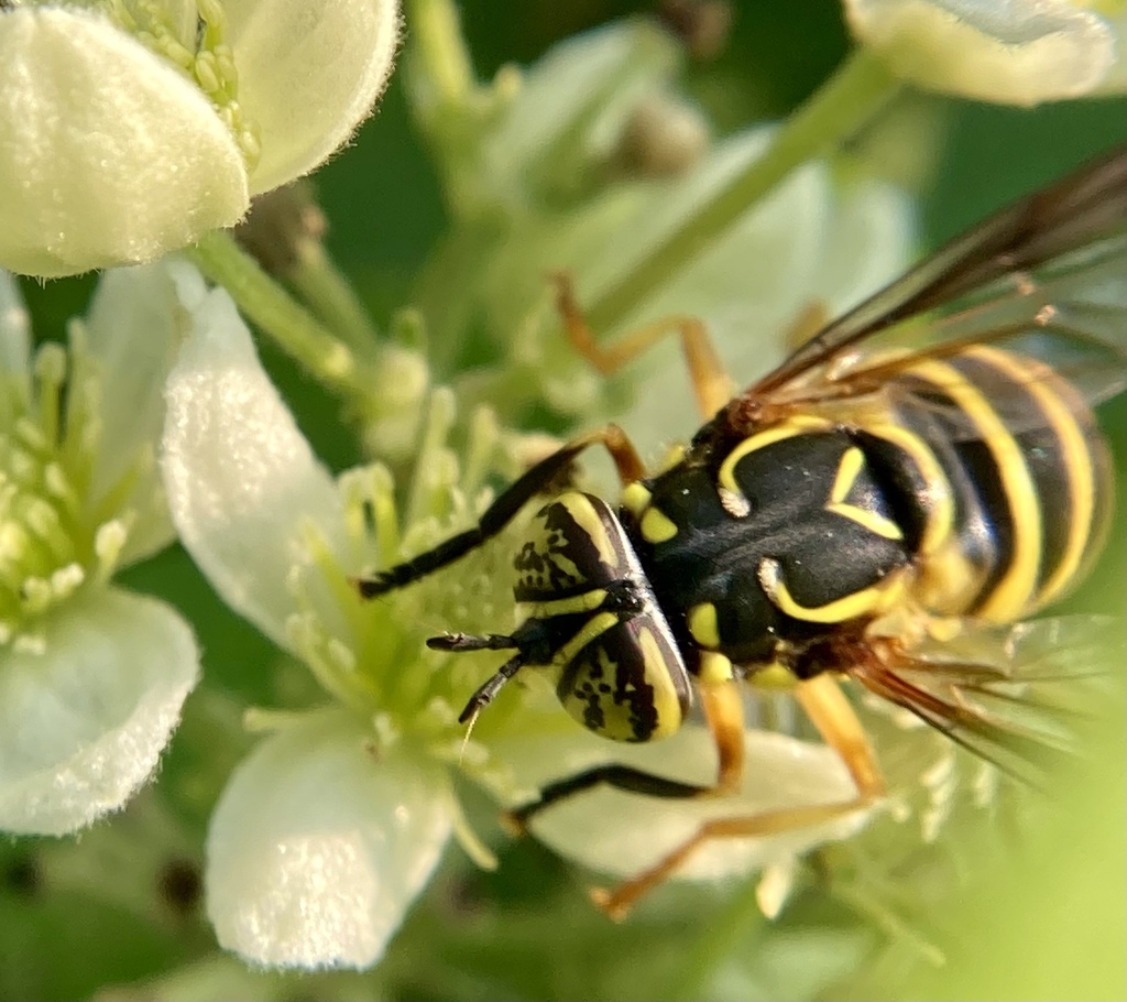 Eastern Hornet Fly from 44th Ave S, Minneapolis, MN, US on July 30 ...