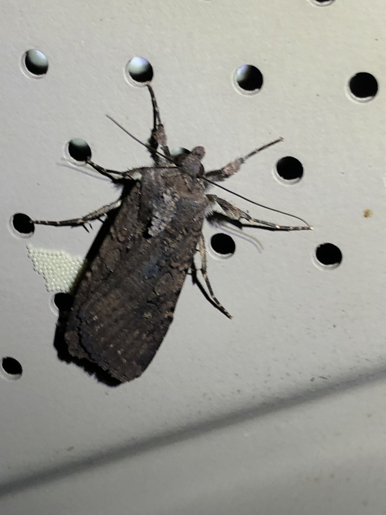 Variegated Cutworm Moth in July 2024 by ratking. laying eggs in the ...