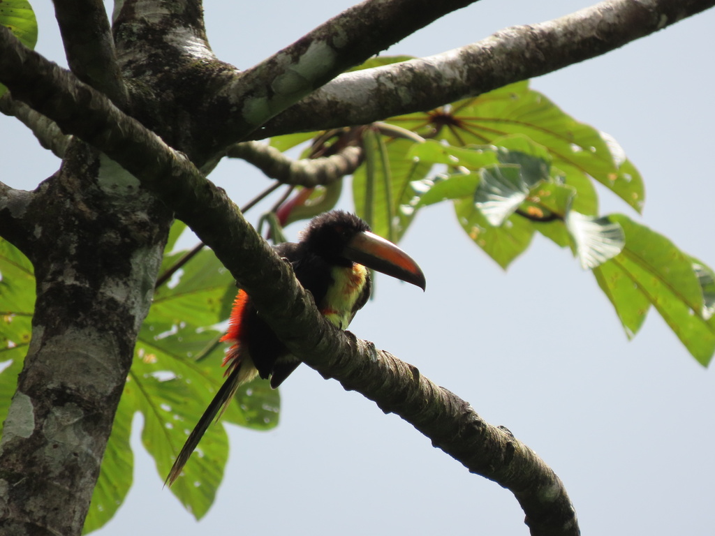 Fiery-billed Aracari from Arenal Volcano National Park, San Carlos ...