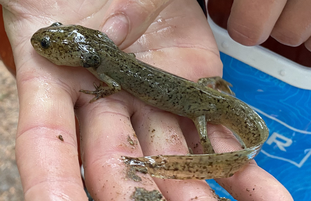 Northwestern Salamander from Shadow Lake, Enumclaw, WA, US on July 30 ...