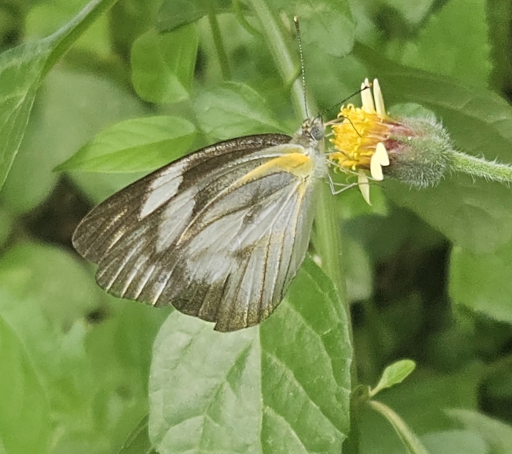 Striped Albatross from Quezon City, PH-MM, PH on July 31, 2024 at 12:09 ...